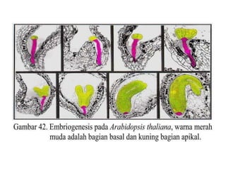 Anantomi Bunga | PPT