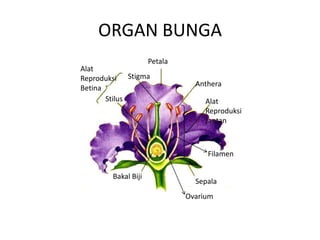Anantomi Bunga | PPT