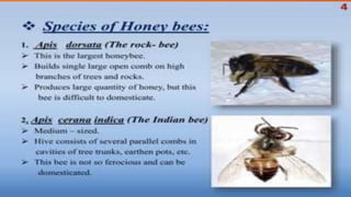 ppt apiculture.ppt