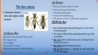 ppt apiculture.ppt