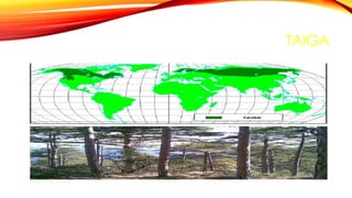 PPT Biosfer "persebaran flora dan fauna" | PPTX