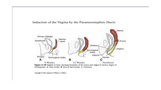 Ppt ARMs mbryology.pptx. Dr. Rashmi Sharma Jammu | PPTX