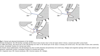 Ppt ARMs mbryology.pptx. Dr. Rashmi Sharma Jammu | PPTX