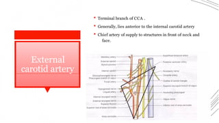 ppt arterial supply of head and neck.pptx