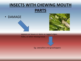 diagnosis of pest | PPTX