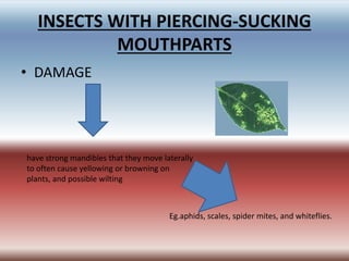 diagnosis of pest | PPTX