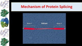 Post translational modification of protein | PPTX
