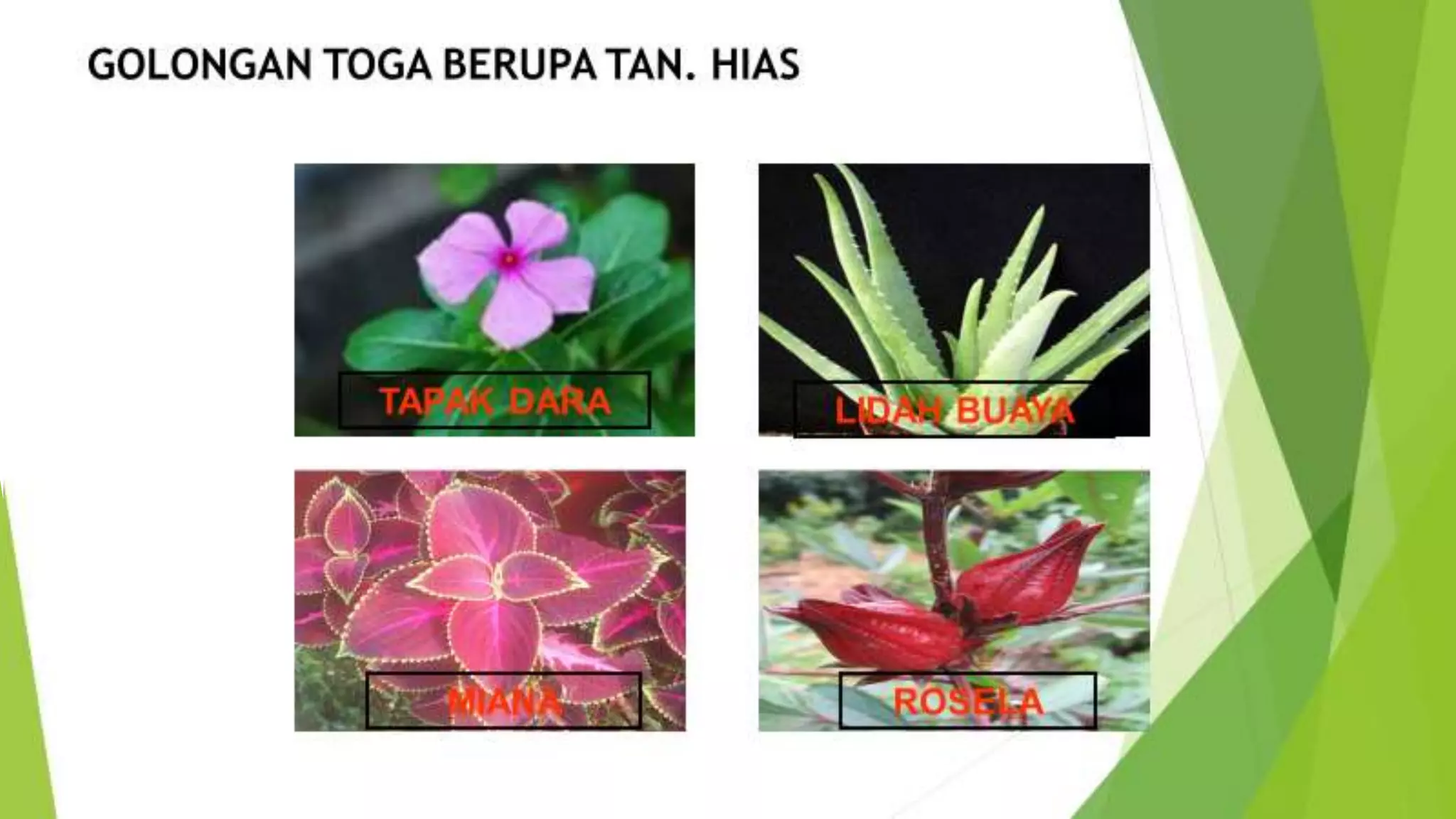 PPT ASMAN TOGA SEKOLAH.pptx