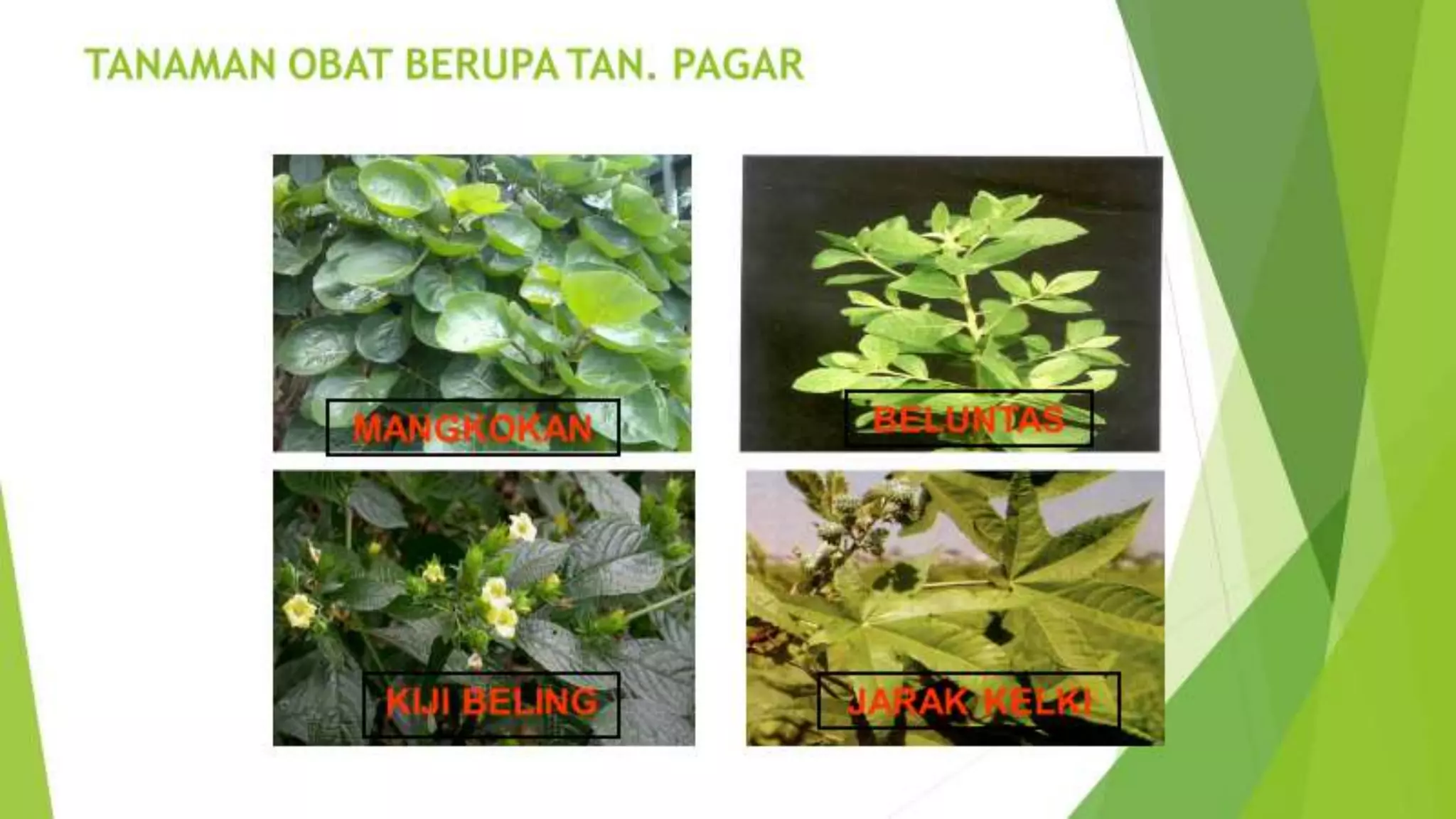 PPT ASMAN TOGA SEKOLAH.pptx