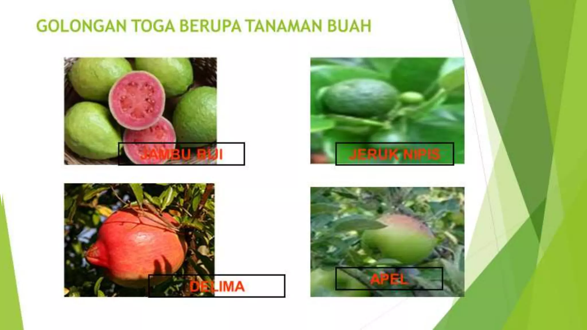 PPT ASMAN TOGA SEKOLAH.pptx