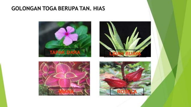 PPT ASMAN TOGA SEKOLAH.pptx