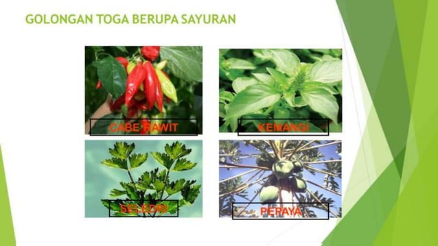 PPT ASMAN TOGA SEKOLAH.pptx