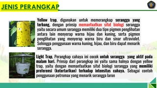 Hama dan Penyakit tanaman budidaya pertanian | PPTX
