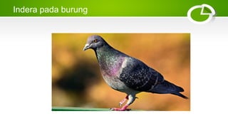 PPT SISTEM INDERA PADA HEWAN FISIOLOGI HEWAN | PPTX