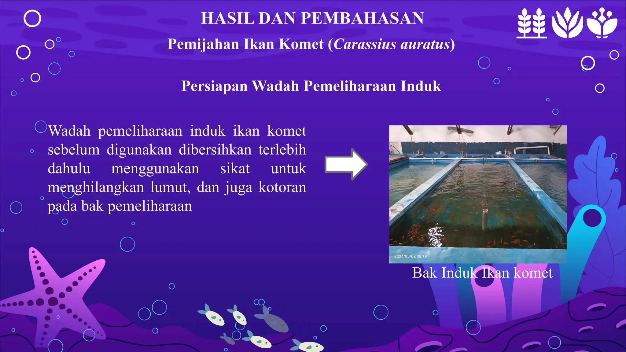 Teknik Pemijahan Ikan hias Komet PPT Oke | PPTX