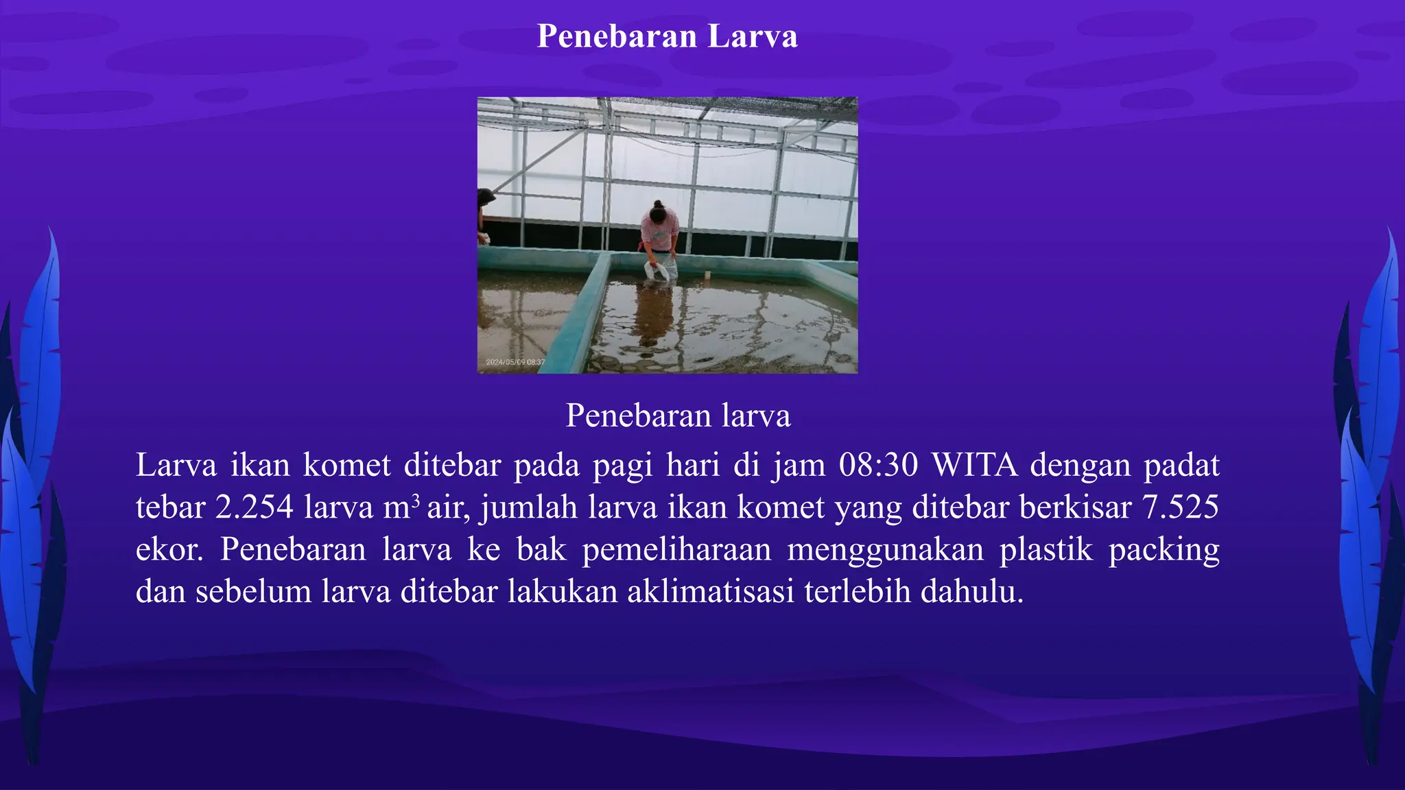 Teknik Pemijahan Ikan hias Komet PPT Oke | PPTX