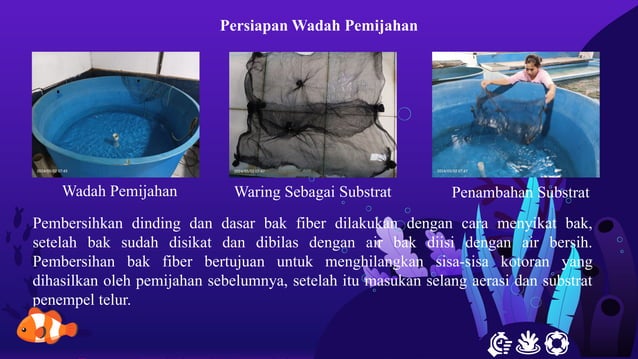 Teknik Pemijahan Ikan hias Komet PPT Oke | PPT