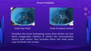 Teknik Pemijahan Ikan hias Komet PPT Oke | PPTX