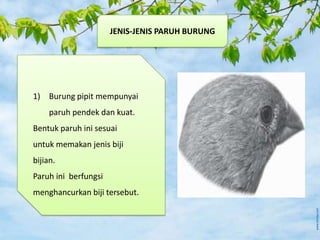 Ppt aves jumi | PPTX