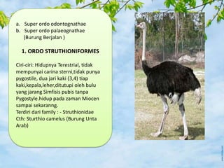 Ppt aves jumi | PPTX