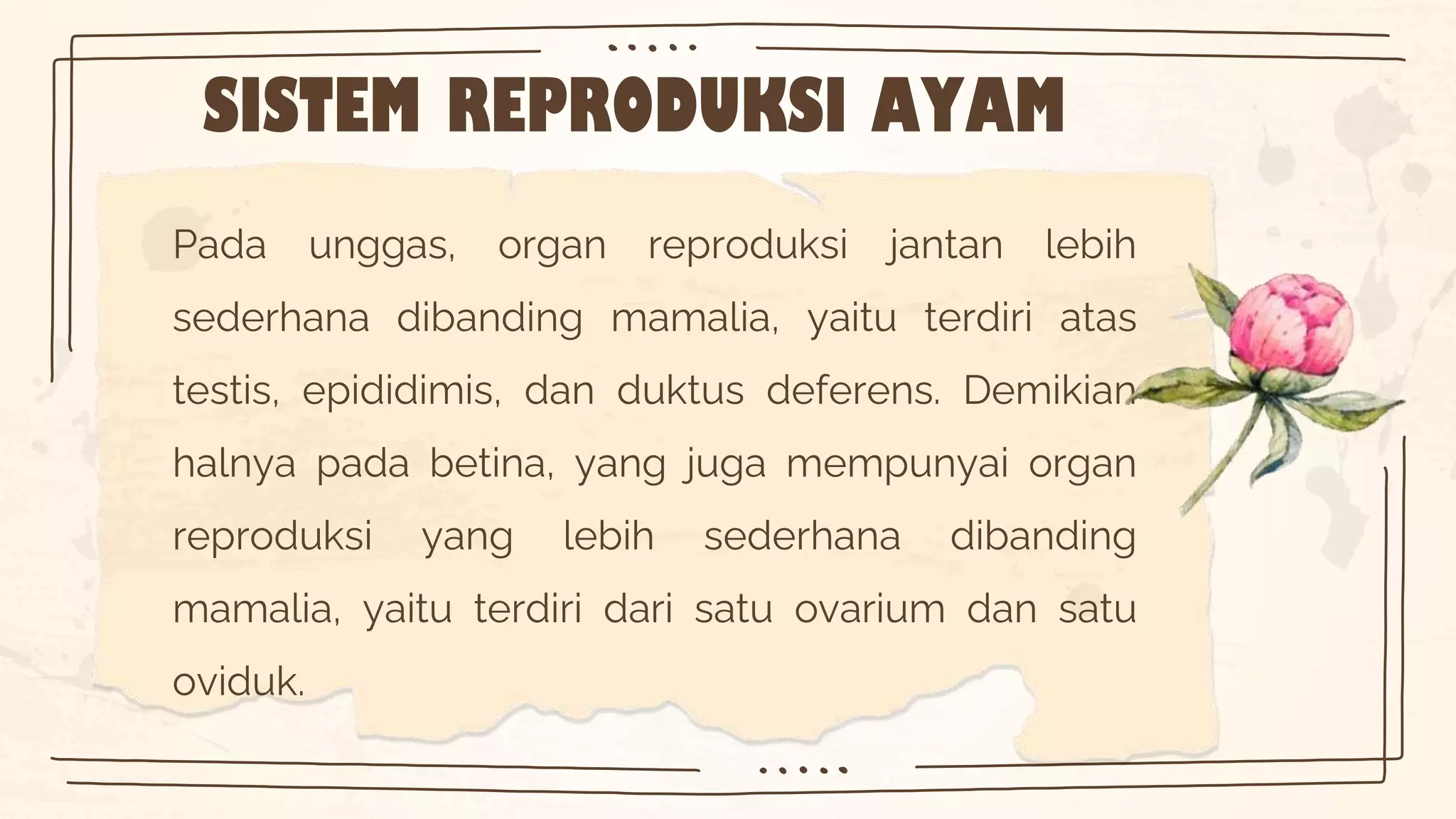 PPT AYAM.pptx