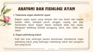 PPT AYAM.pptx