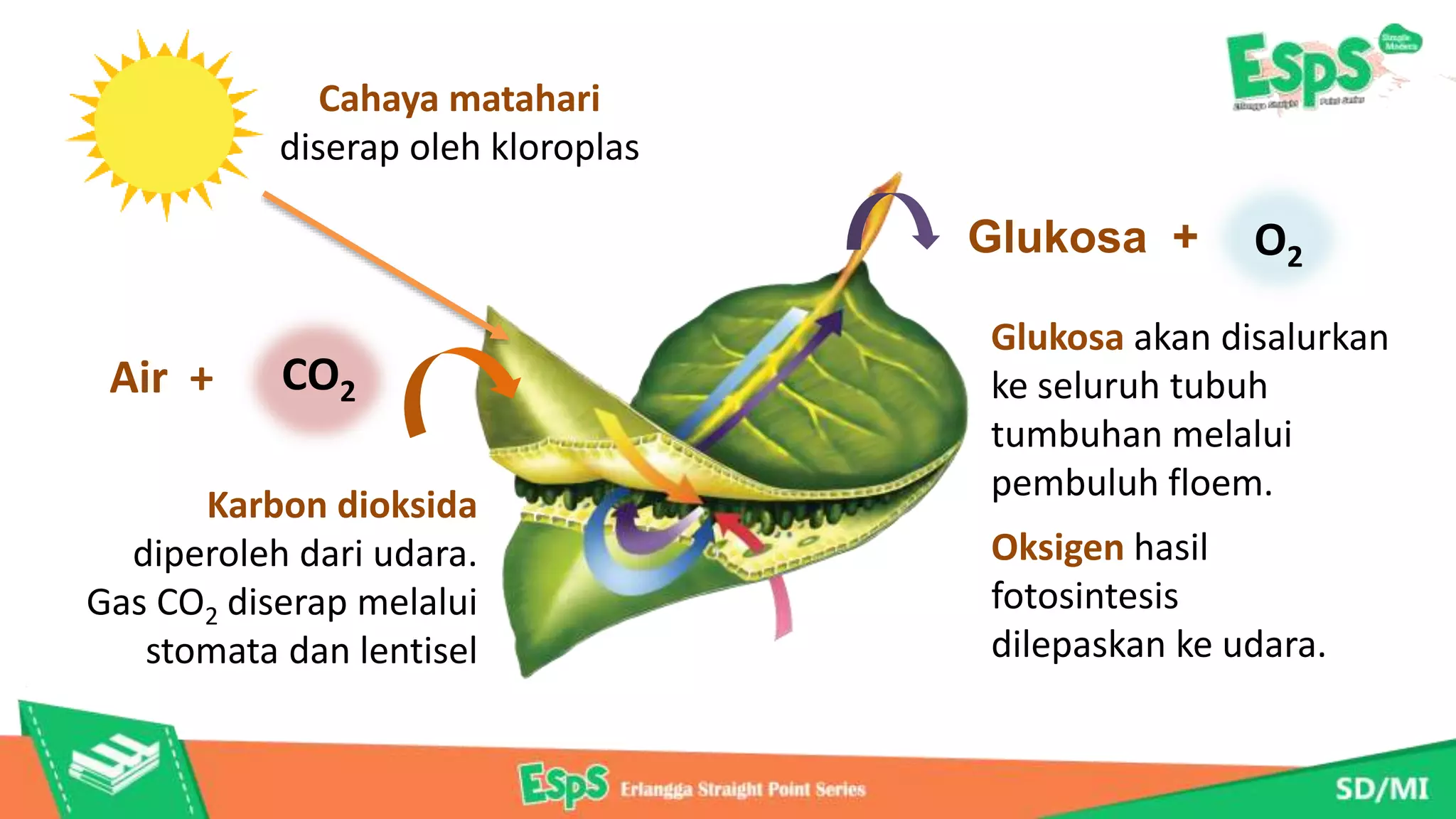 PPT Bab 1. Tumbuhan Sumber Kehidupan (DICARIGURU.COM).pptx