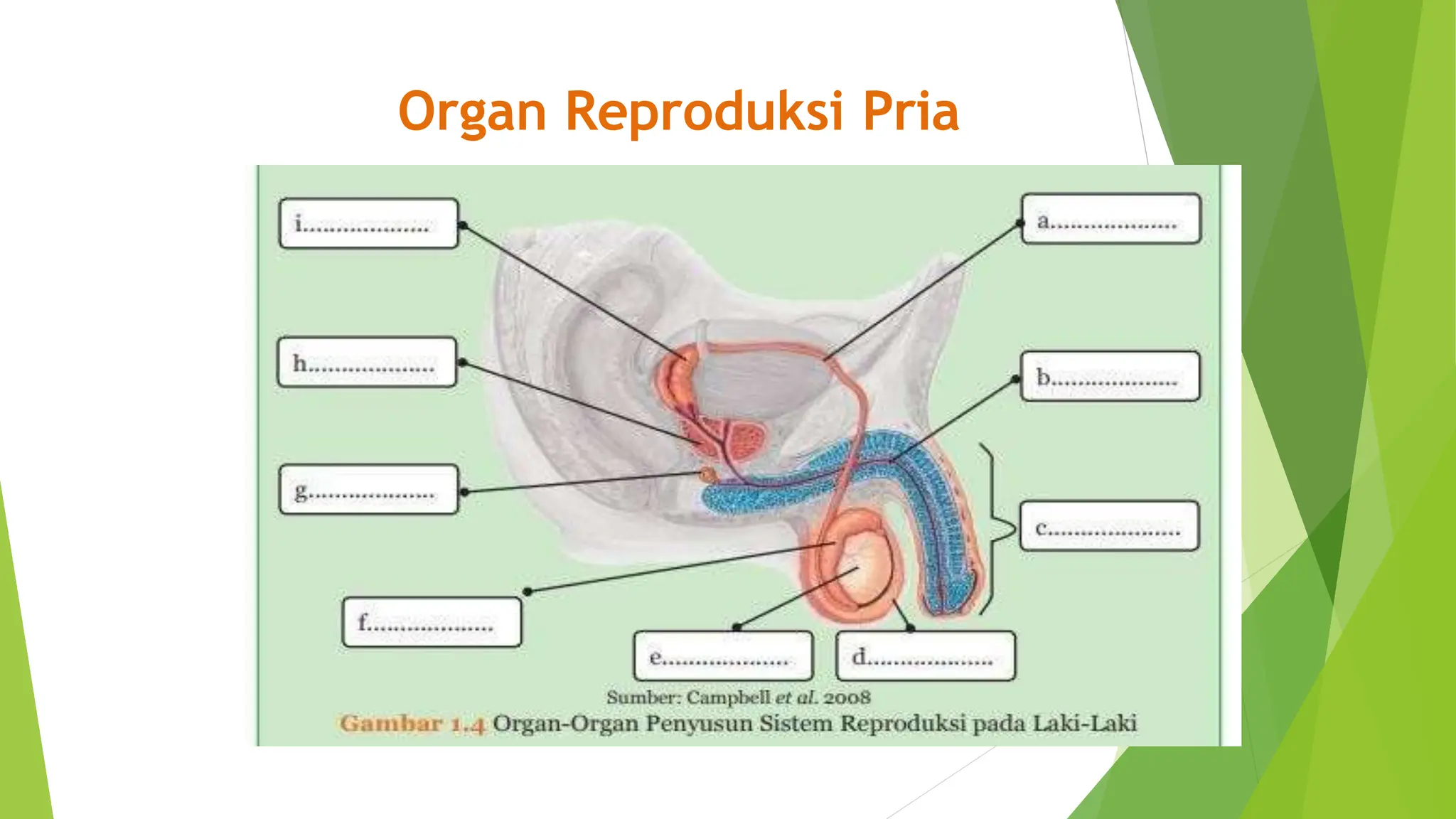 PPT BAB 1 KELAS 9 Sistem Reproduksi.pptx.pptx