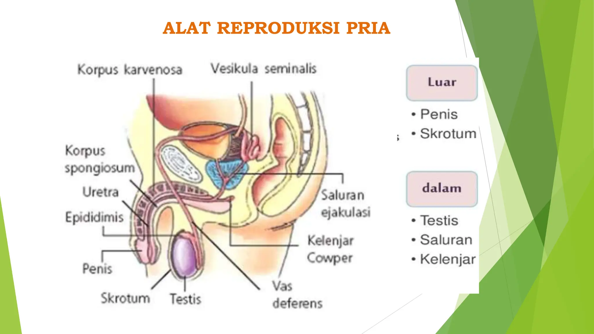 PPT BAB 1 KELAS 9 Sistem Reproduksi.pptx.pptx