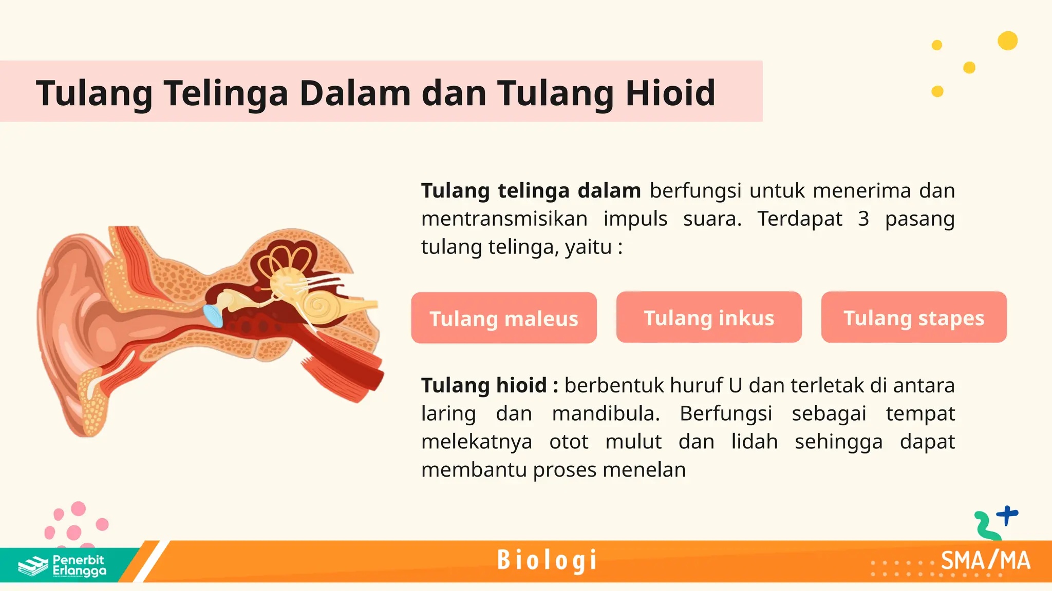 PPT Bab 2 Biologi Kelas XI Sistem Gerak.pptx