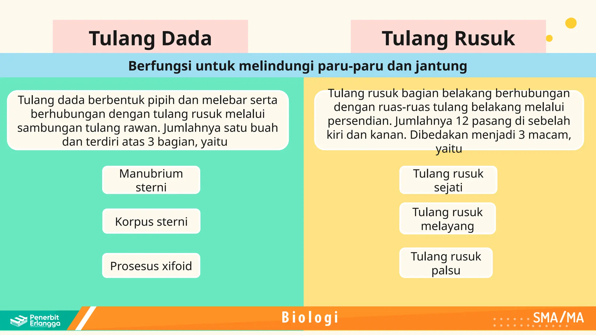 PPT Bab 2 Biologi Kelas XI Sistem Gerak.pptx