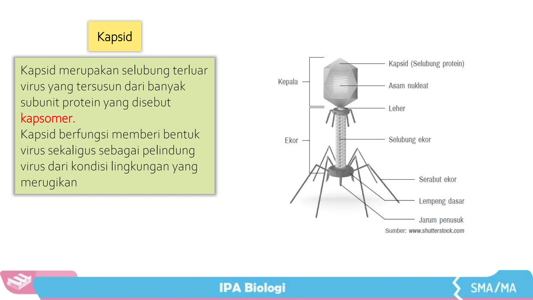 PPT Bab 2 IPA Biologi Kelas X Kur Merdeka.pptx