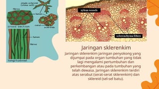 PPT BAB 2 JARINGAN TUMBUHAN or Plant Organel of the University | PPTX