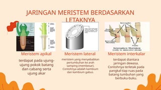 PPT BAB 2 JARINGAN TUMBUHAN or Plant Organel of the University | PPTX