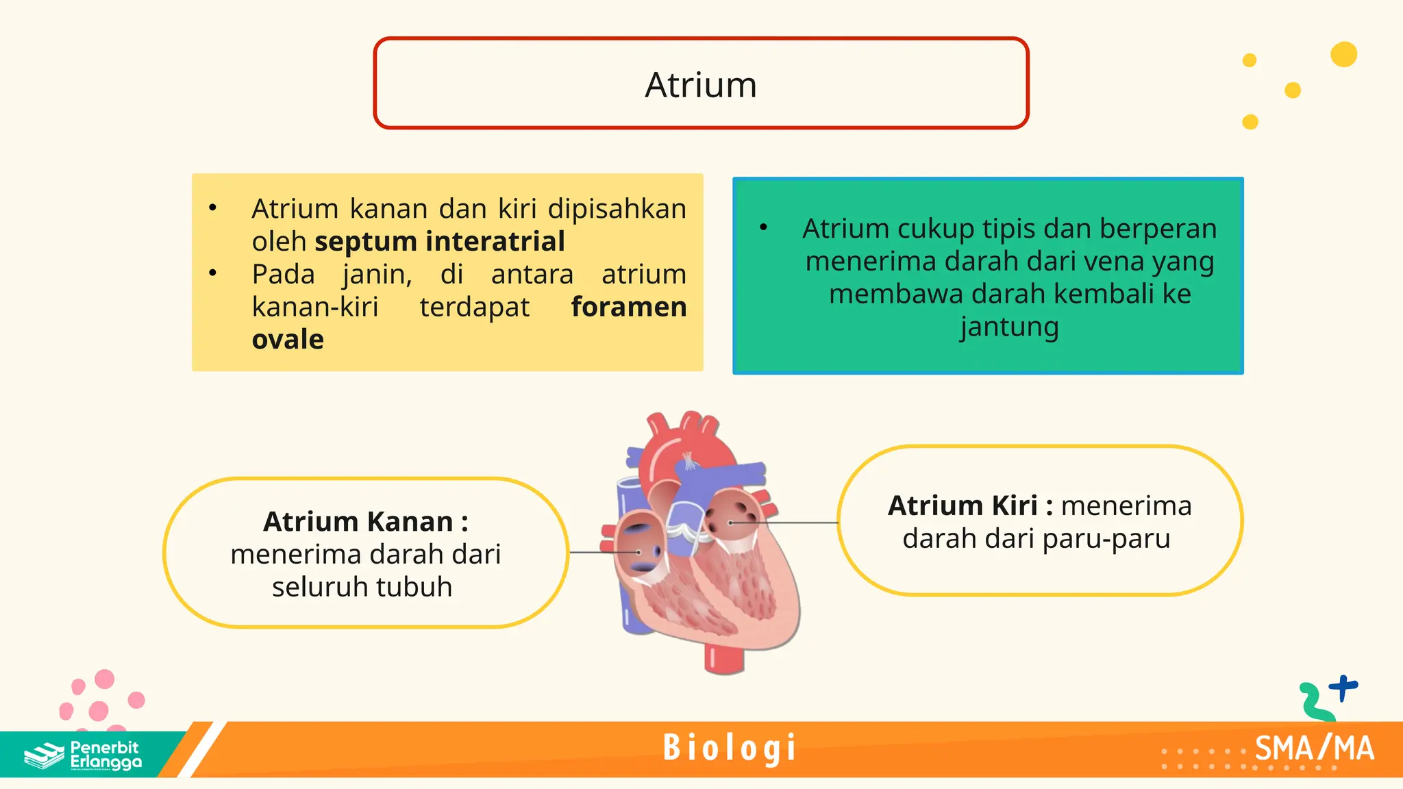 PPT Bab 3 Biologi Kelas XI Sirkulasi.pptx