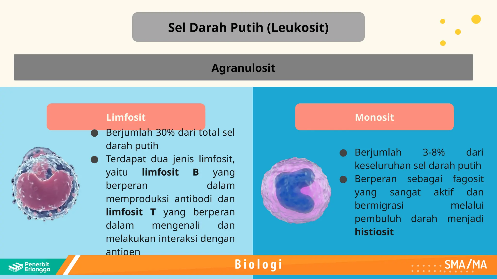 Materi Sistem Peredaran Darah Manusia Kelas 11 | PPTX