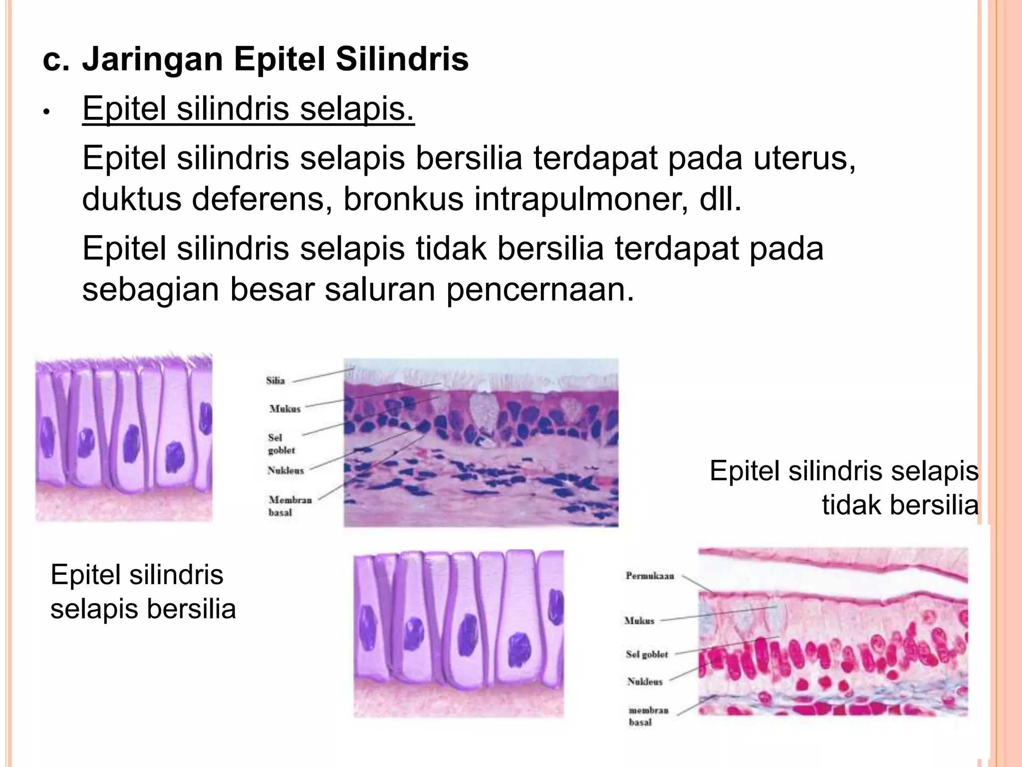 Biologi bab 3 Kelas XI | PPTX
