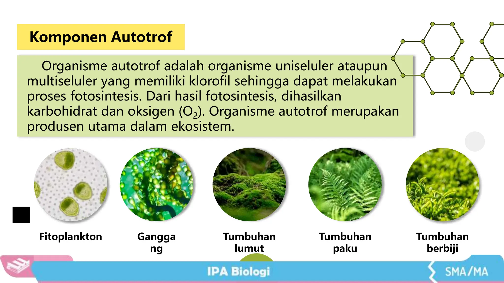 PPT Bab 4 IPA Biologi Kelas X Kur Merdeka (1).pptx