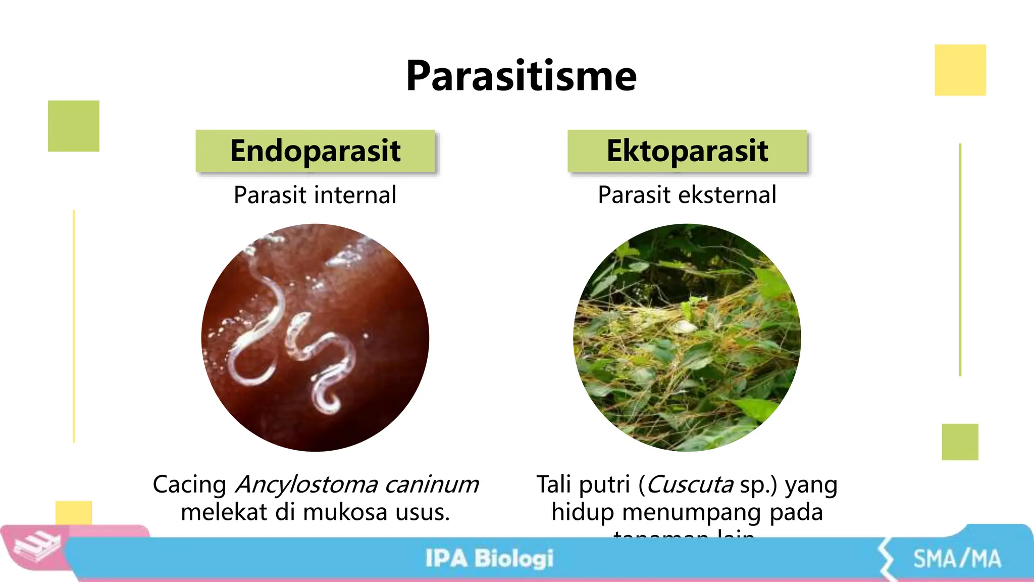 PPT Bab 4 IPA Biologi Kelas X Kur Merdeka (1).pptx