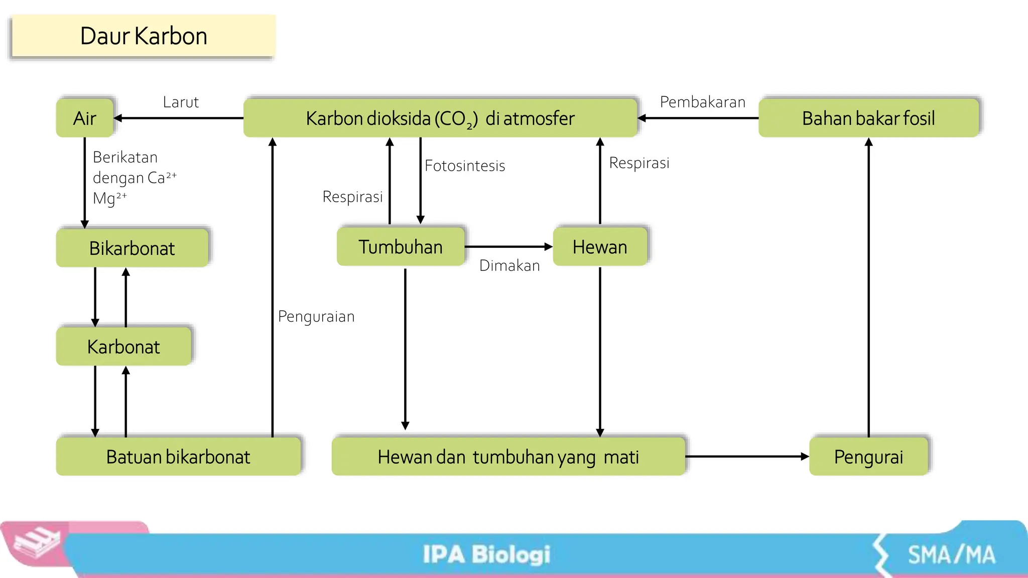 PPT Bab 4 IPA Biologi Kelas X Kur Merdeka (1).pptx