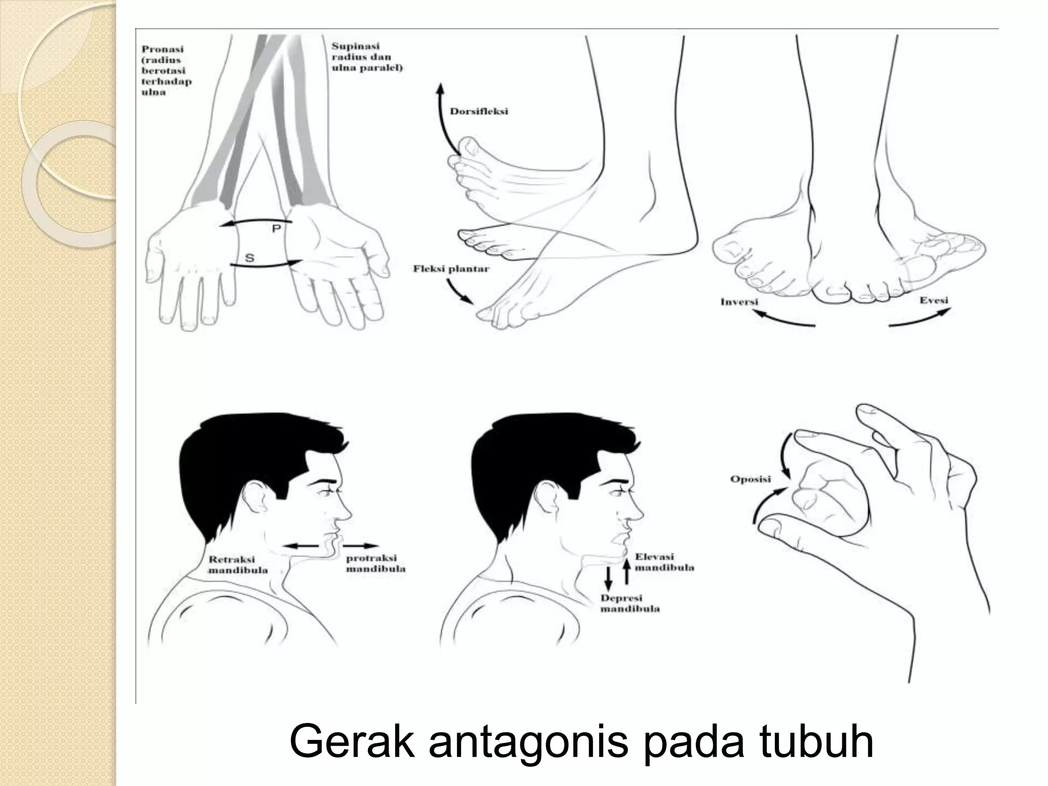 ppt BAB 4 Sistem gerak.pptx