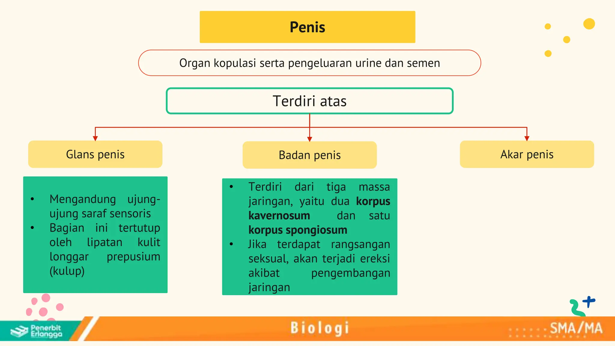 PPT Bab 8 REPRODUKSI Biologi Kelas XI Kur-Merdeka.pptx