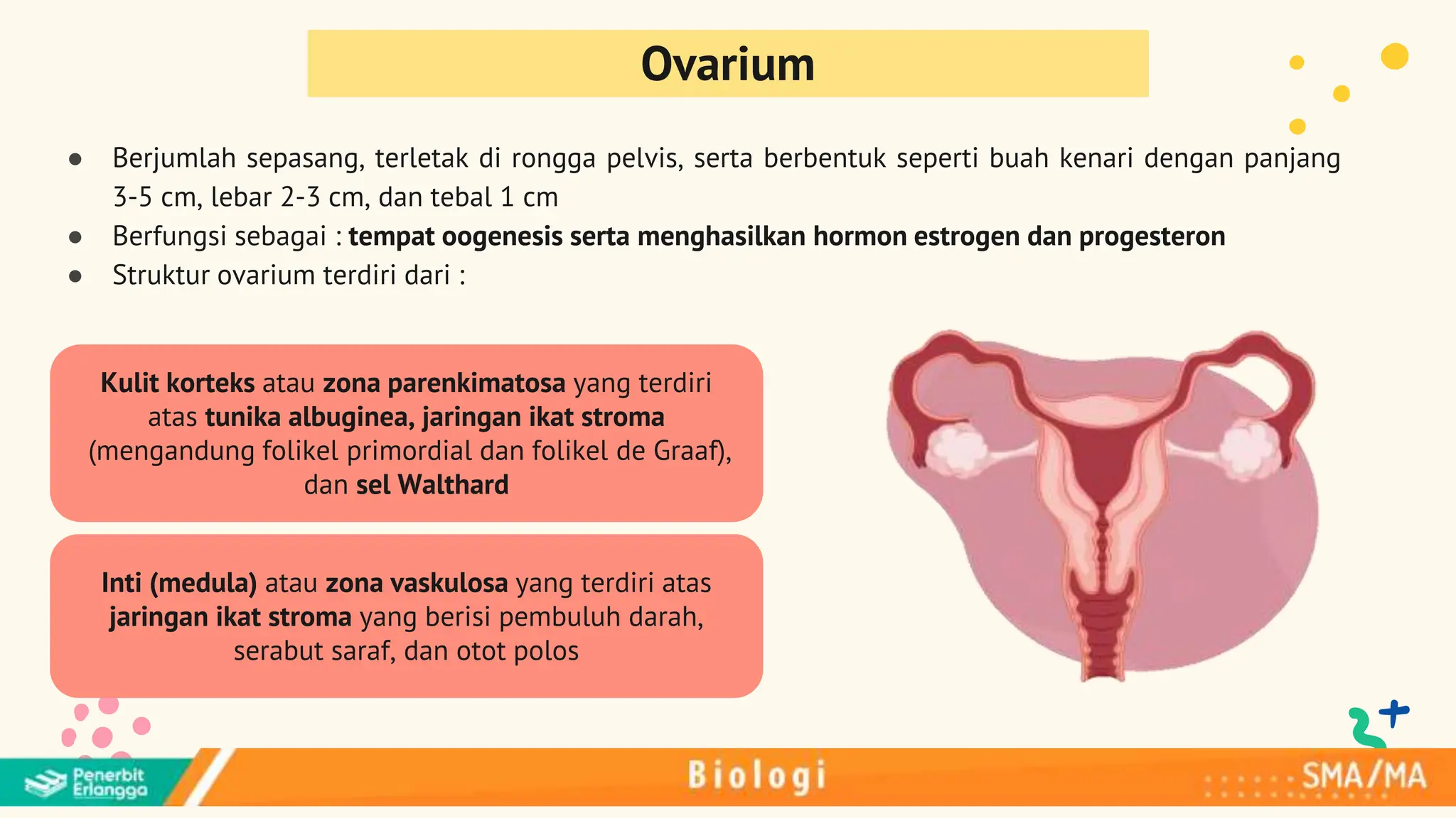 PPT Bab 8 REPRODUKSI Biologi Kelas XI Kur-Merdeka.pptx