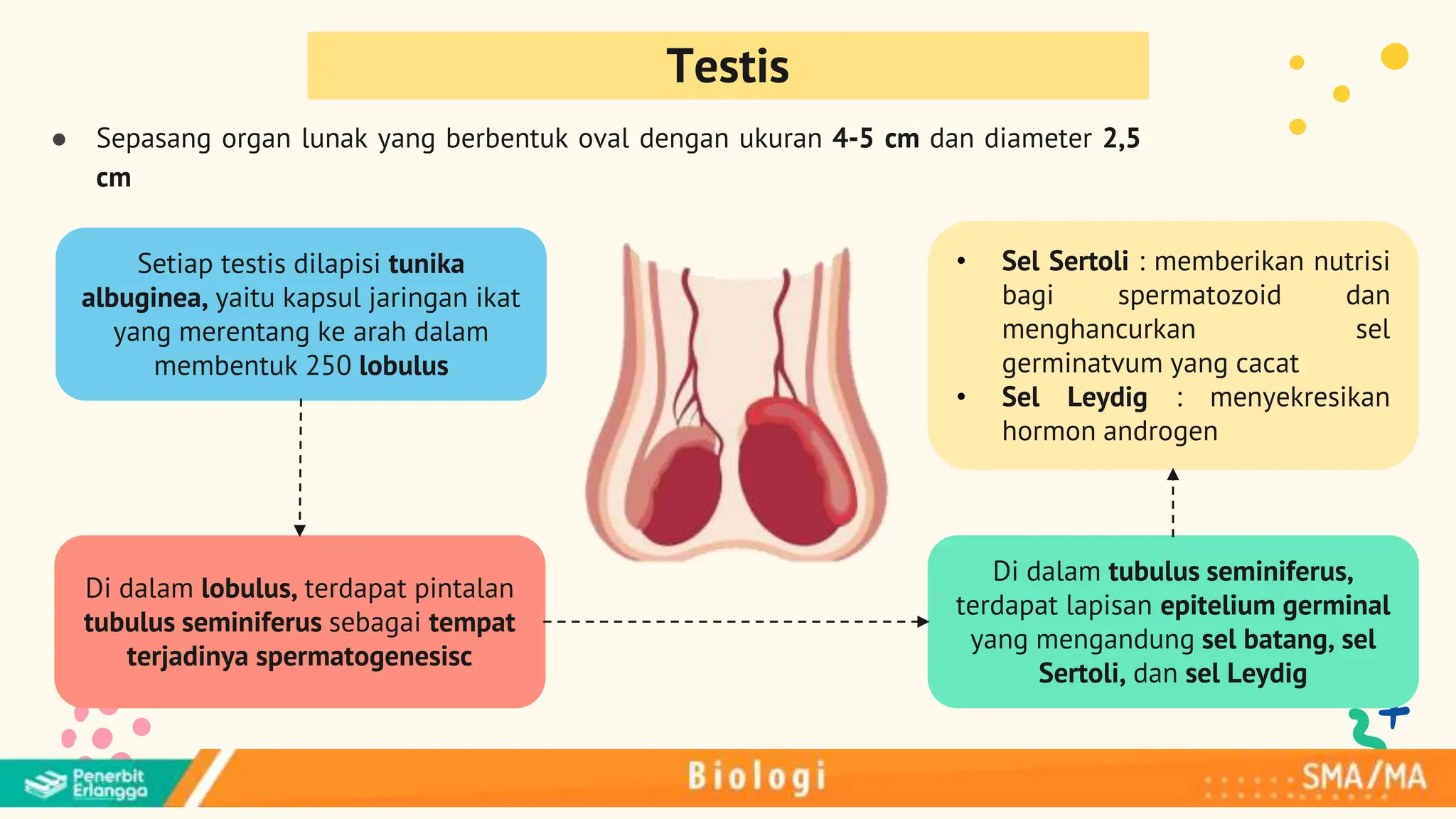 PPT Bab 8 REPRODUKSI Biologi Kelas XI Kur-Merdeka.pptx