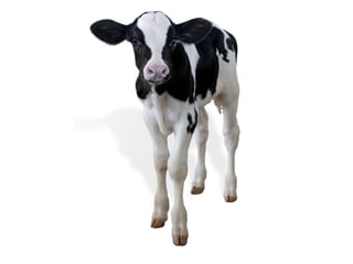 P pt baby animals blog | PPT