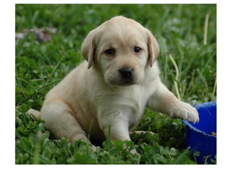 P pt baby animals blog | PPT