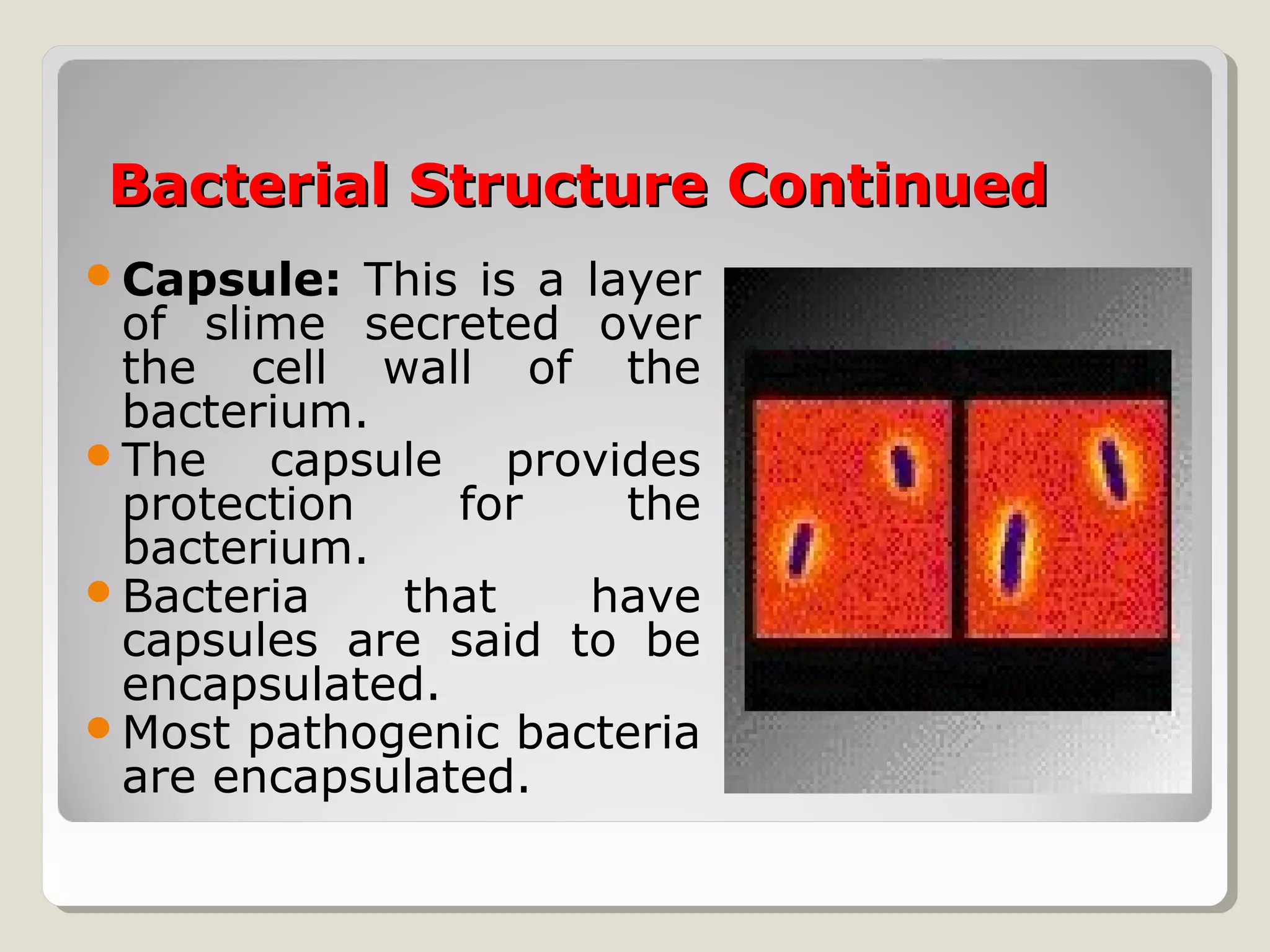 Importence of plant pathogenic bacteria | PPT