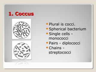 Importence of plant pathogenic bacteria | PPT