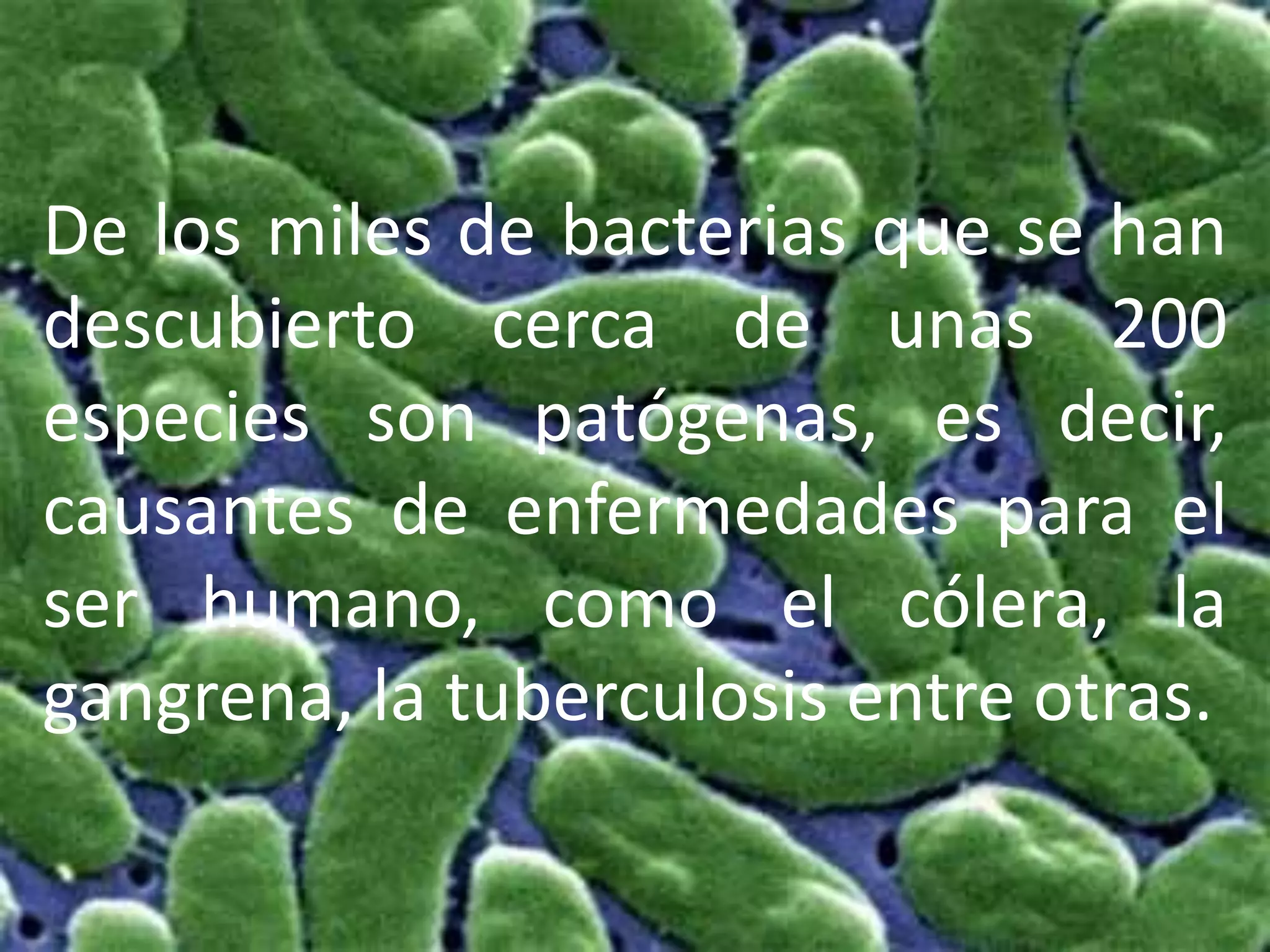 PPT bacterias patogenas.ppt | Infectious Diseases | Diseases and Conditions