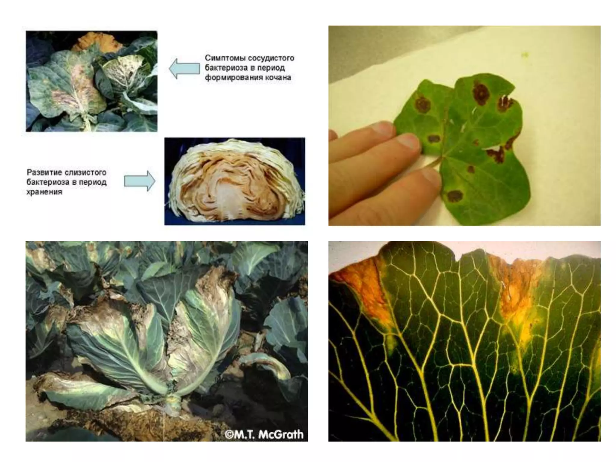 Studi Penyakit Busuk Hitam Bakteri Xanthomonas campestris (Xcc) pada ...